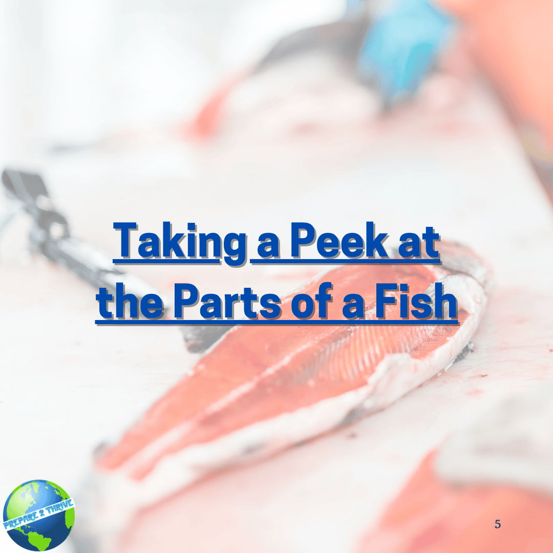 Taking a Peek at The Parts of a Fish